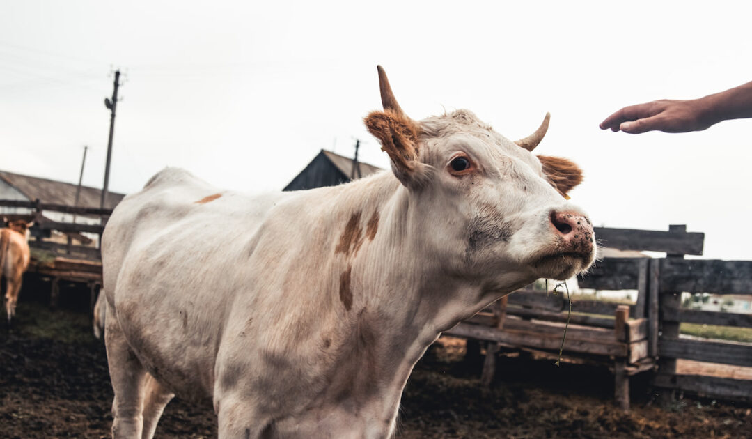 Cow, Steer, or Heifer? What's the Big Difference? - Farmhouse Guide
