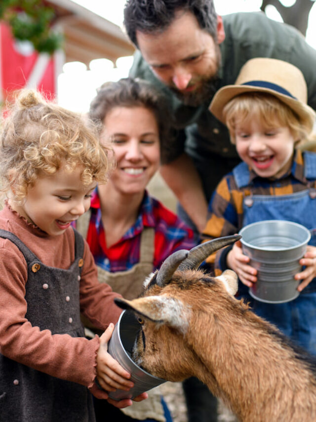 6 Tips for Providing Water to Your Goats - Farmhouse Guide