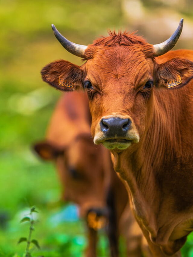 Can You Have Just One Cow? Is It Cruel? - Farmhouse Guide