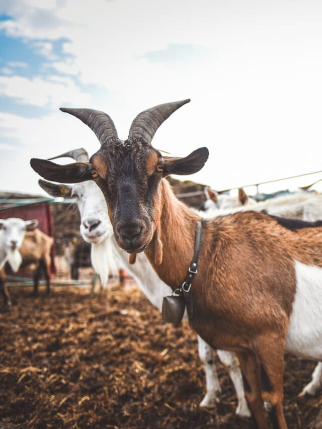 Goats Losing Hair? 6 Things To Check For - Farmhouse Guide