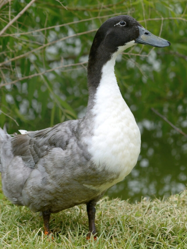 Reasons for Ducks to Shake, Both Good and Bad - Farmhouse Guide