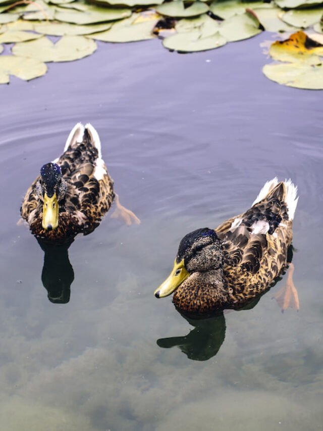 Can Duck Siblings Mate? - Farmhouse Guide