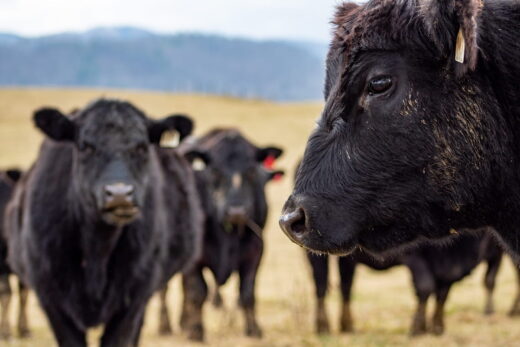 13 Best Beef Cattle Breeds - Farmhouse Guide