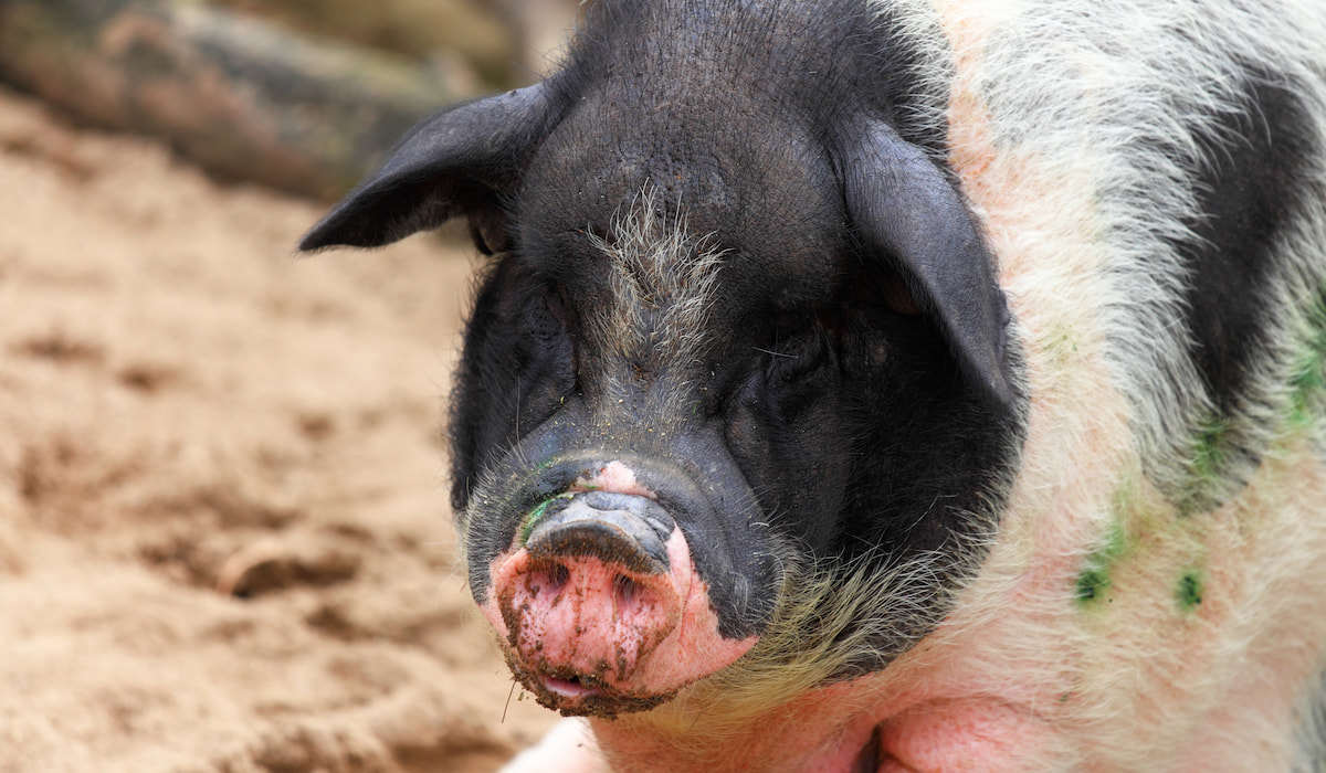 Can Pigs Eat Eggs and Eggshells? - Farmhouse Guide