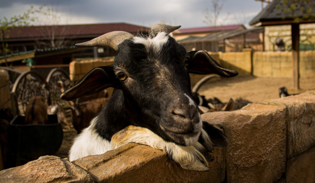 Can Goats Eat Rice? (with a list of safe varieties) - Farmhouse Guide