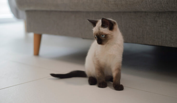 5 Best Barn Cat Breeds - Farmhouse Guide