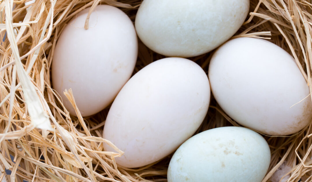 Disadvantages of Duck Eggs - Farmhouse Guide