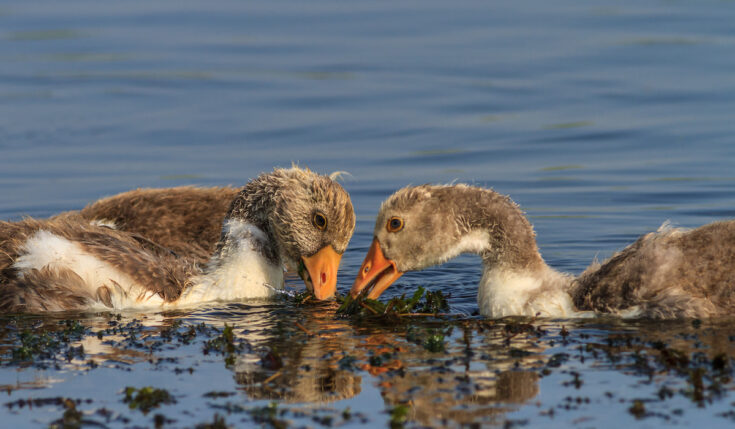 9 Signs Your Goose May Be Sick (and How to Help) - Farmhouse Guide