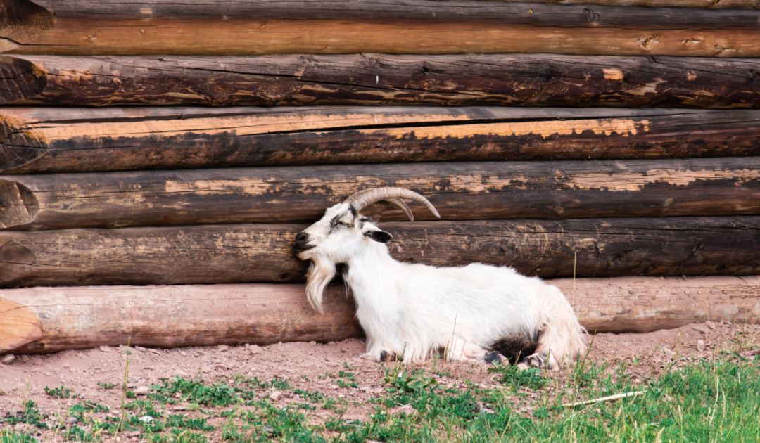 Do Goats Sleep With Their Eyes Open? (How Do Goats Sleep?) - Farmhouse ...