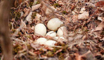 Do Ducks Move Their Eggs? - Farmhouse Guide