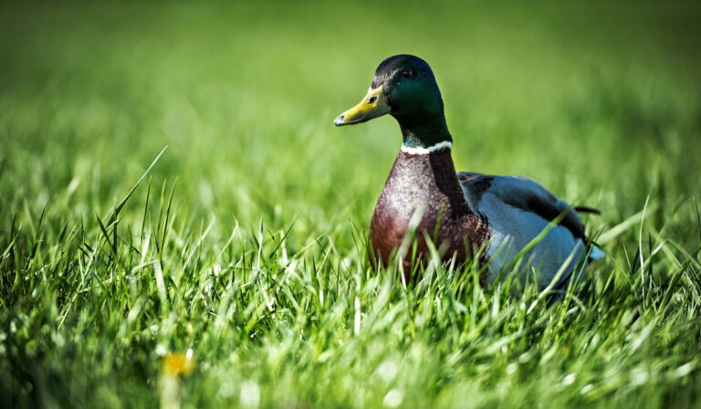 How Much Do Ducks Cost - Farmhouse Guide