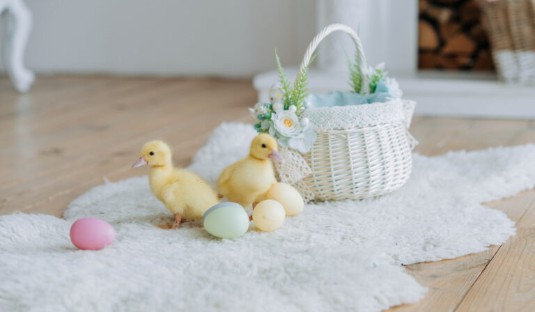 Ducks as Indoor Pets - Tips and Tricks - Farmhouse Guide