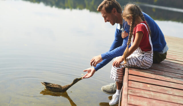 Can a Duck Be a Service Animal? - Farmhouse Guide