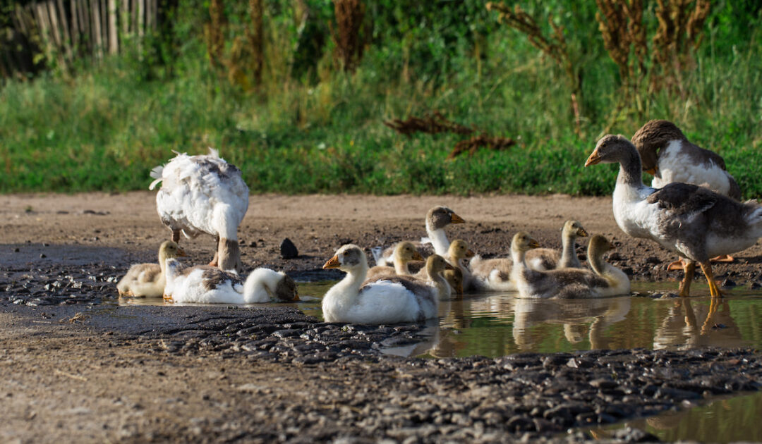 7 Goose Leg Problems You Should Be Aware of - Farmhouse Guide