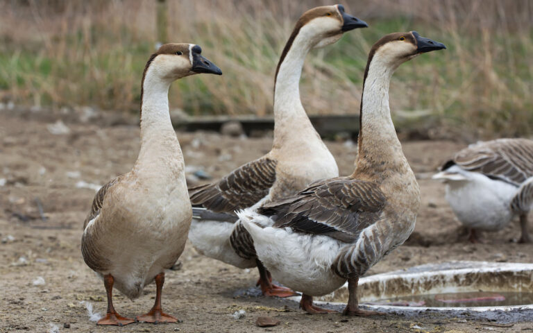 Can Geese Eat Apples? - Farmhouse Guide