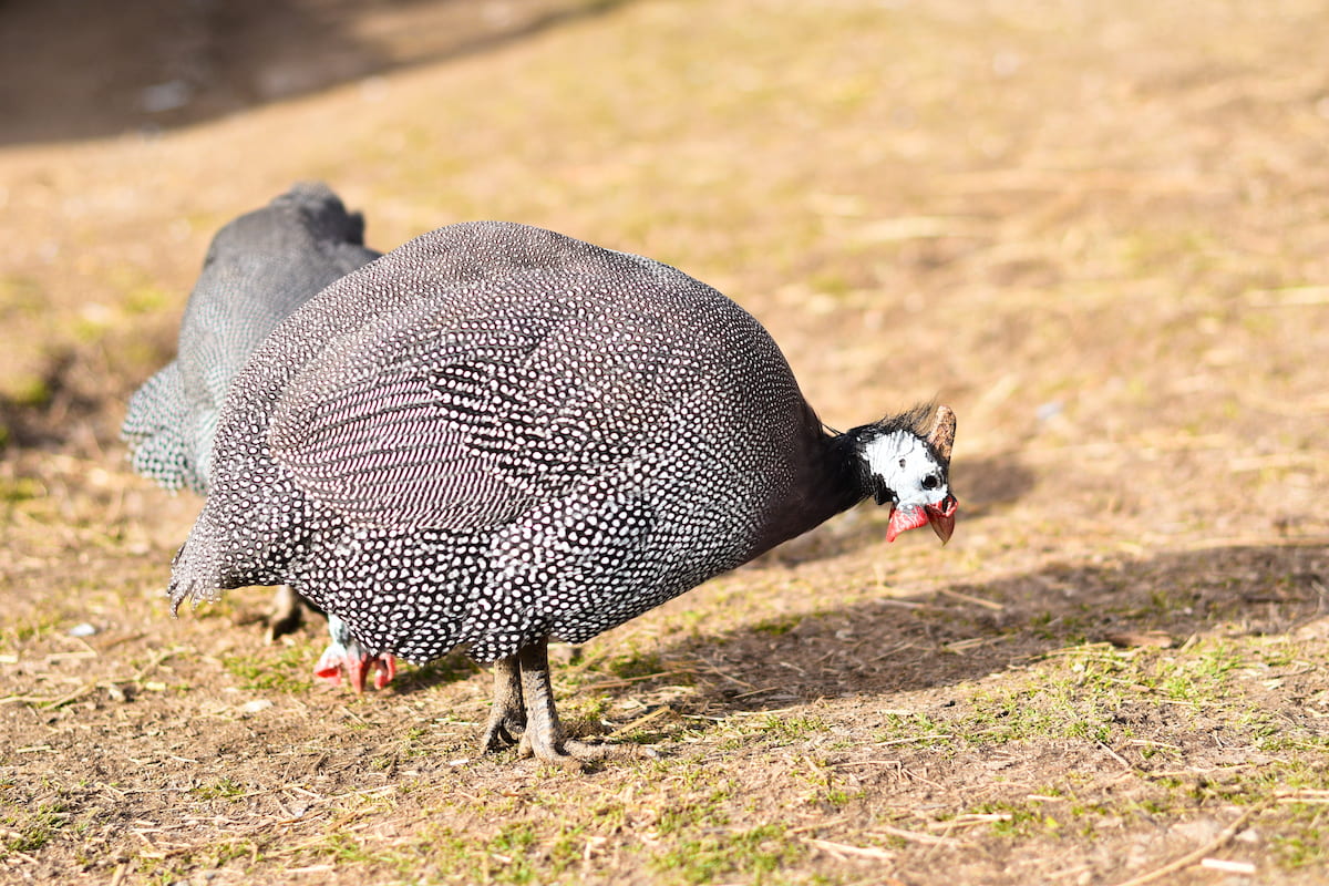 Ultimate Guide To Raising Guineas - Farmhouse Guide