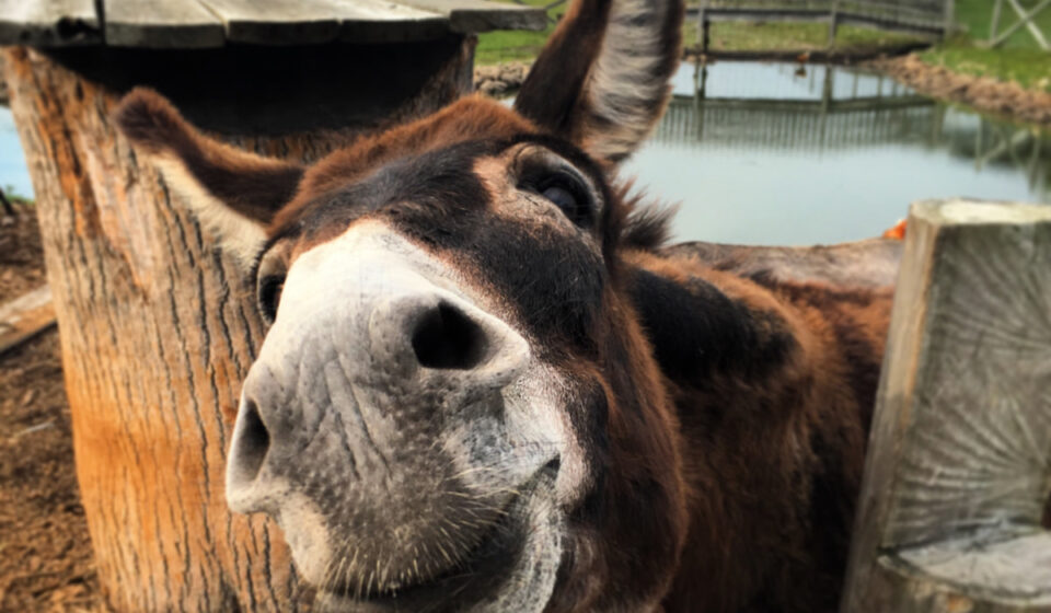 Donkey Ownership Guide for Beginners - Farmhouse Guide