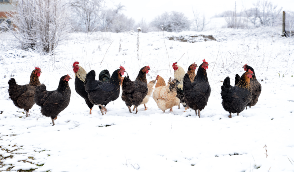 11 Tips for Preventing and Treating Frostbite in Chickens - Farmhouse Guide