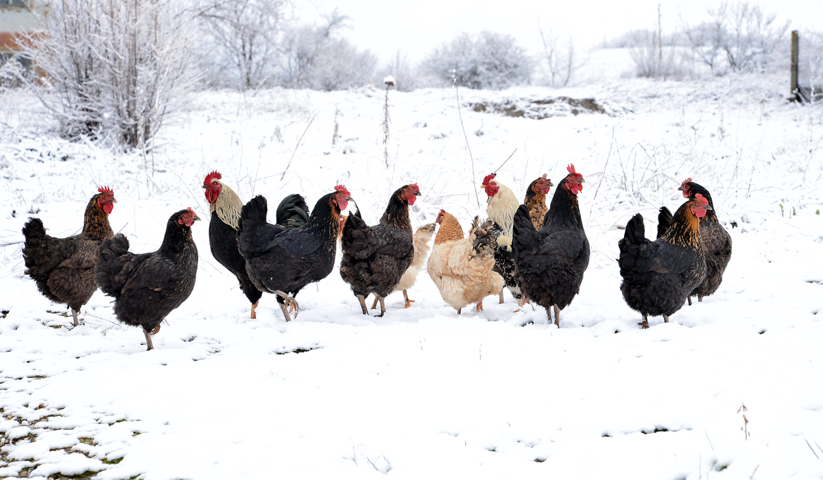 11 Tips for Preventing and Treating Frostbite in Chickens - Farmhouse Guide