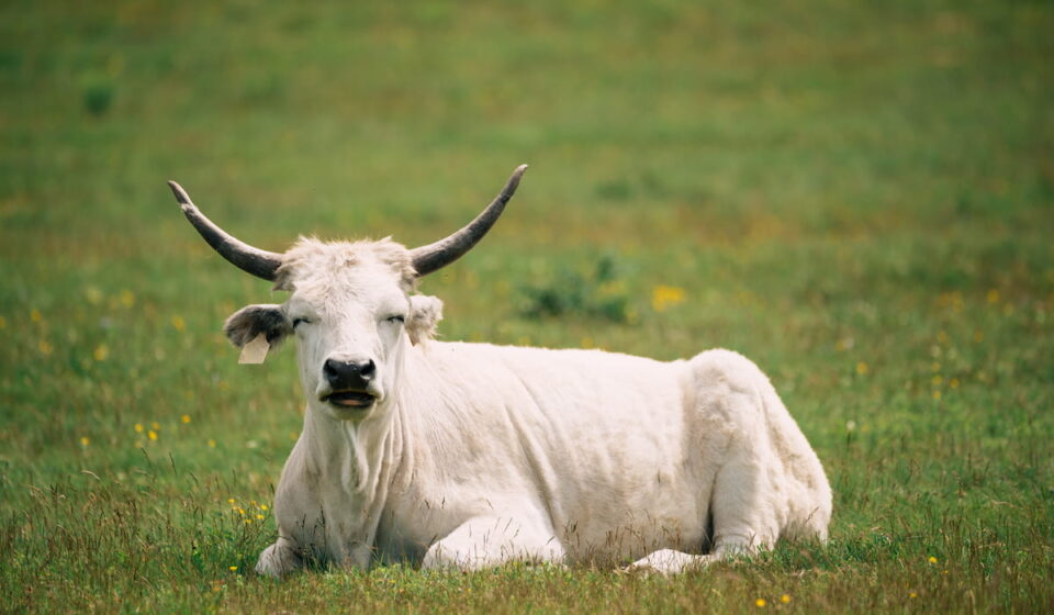 11 White Cow Breeds - Farmhouse Guide