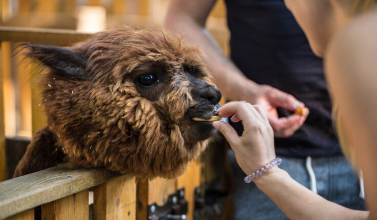 Can Llamas Eat Pumpkins? - Farmhouse Guide
