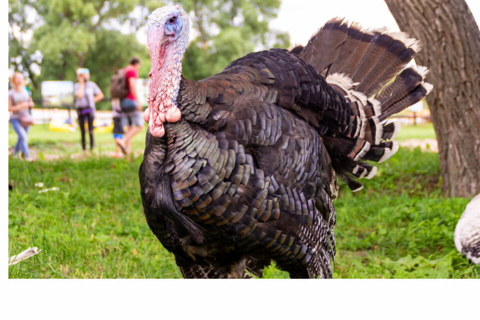 How to Identify Turkey Gender: Tom or Hen? - Farmhouse Guide