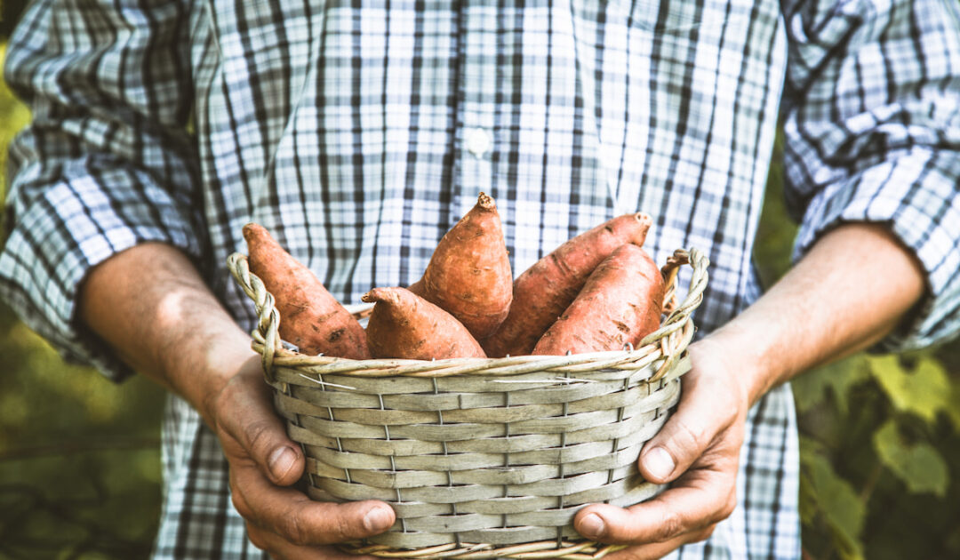 How to Tell if Sweet Potatoes Are Bad - Farmhouse Guide
