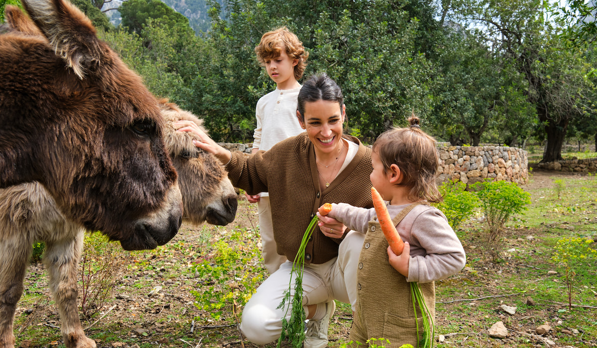 Donkey Ownership Guide for Beginners - Farmhouse Guide