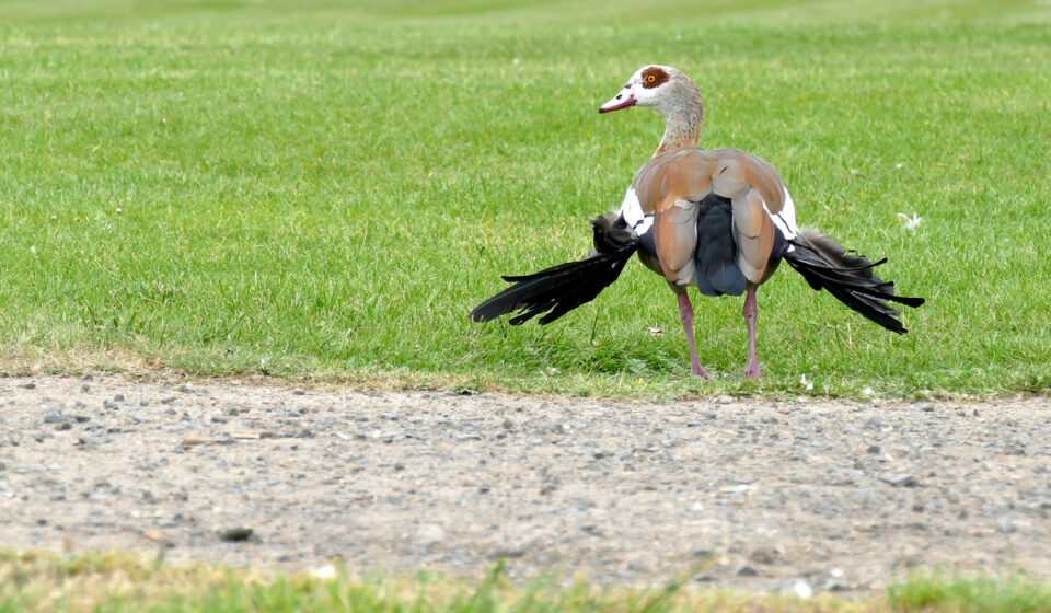 9 Signs Your Goose May Be Sick (and How to Help) - Farmhouse Guide