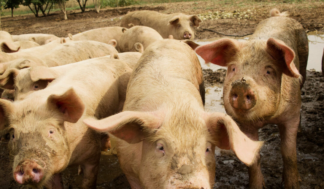 Ultimate Guide to Raising Pigs On a Farm - Farmhouse Guide