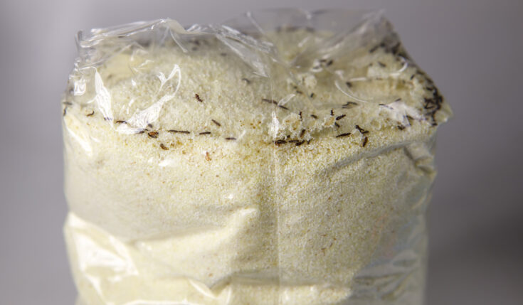 3 Types of Flour Beetles and How to Get Rid of Them - Farmhouse Guide