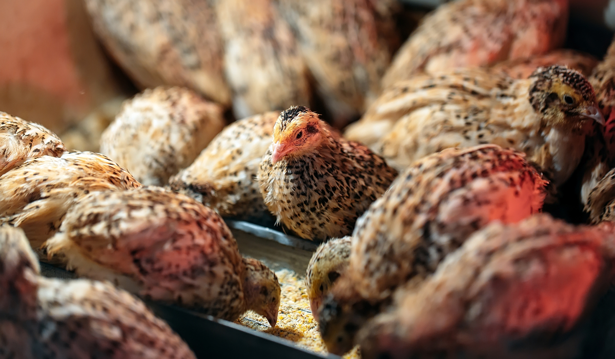Ultimate Guide to Raising Quail - Farmhouse Guide