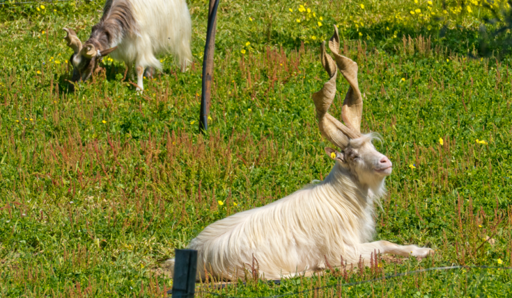 White Goat Breeds - Farmhouse Guide