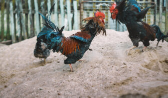 9 Signs Your Chicken May Be Molting - Farmhouse Guide