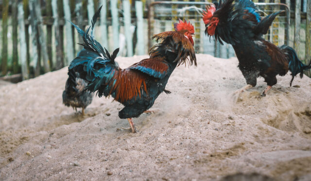 9 Signs Your Chicken May Be Molting - Farmhouse Guide