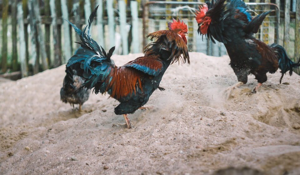 9 Signs Your Chicken May Be Molting - Farmhouse Guide