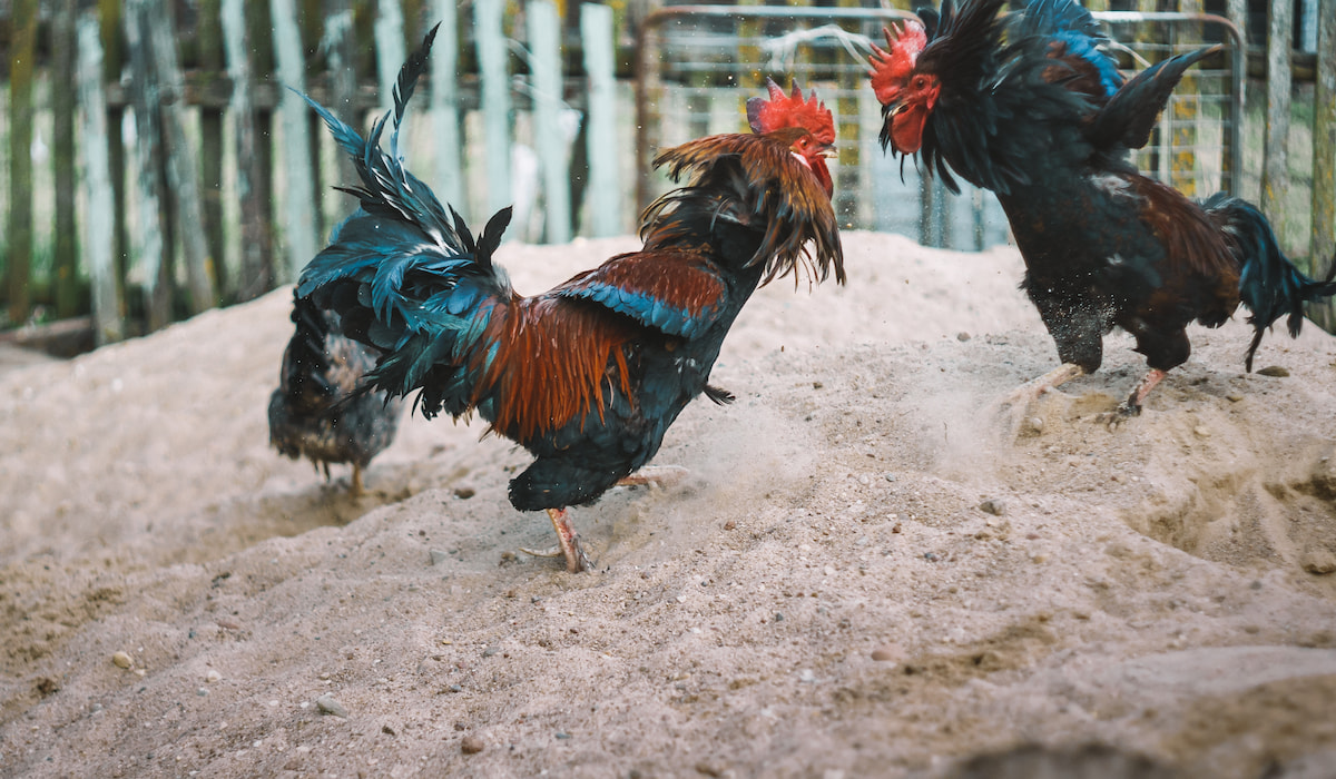 9 Signs Your Chicken May Be Molting - Farmhouse Guide