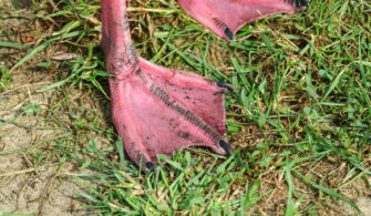 7 Reasons Your Duck Is Limping (and how to help) - Farmhouse Guide