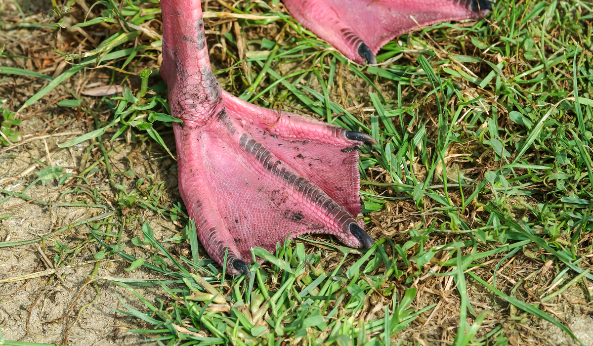 7 Reasons Your Duck Is Limping (and how to help) - Farmhouse Guide