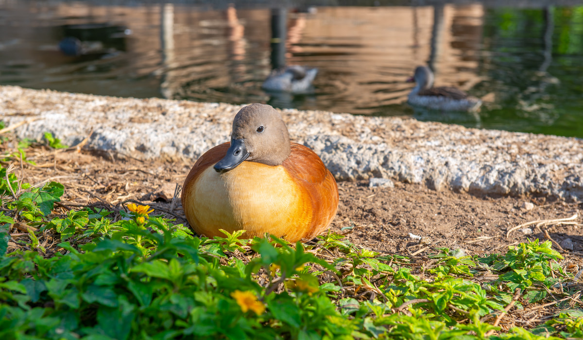 How to Keep a Duck Pond Clean: 10+ Tips and Tricks - Farmhouse Guide