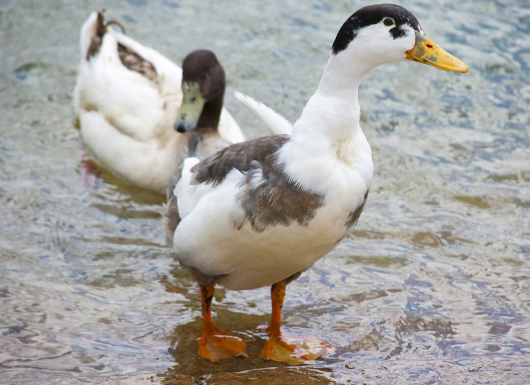 9 Quietest Duck Breeds - Farmhouse Guide