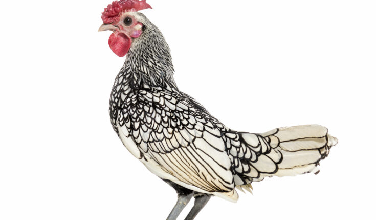 Bantam Chicken Breeds - Farmhouse Guide