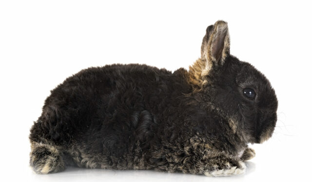 Complete List of Black Rabbit Breeds - Farmhouse Guide