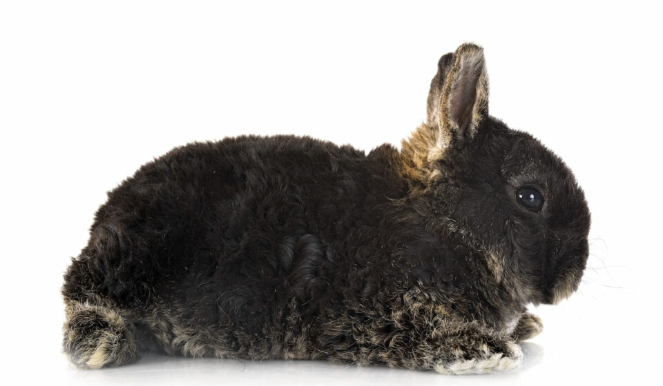 Complete List of Black Rabbit Breeds - Farmhouse Guide