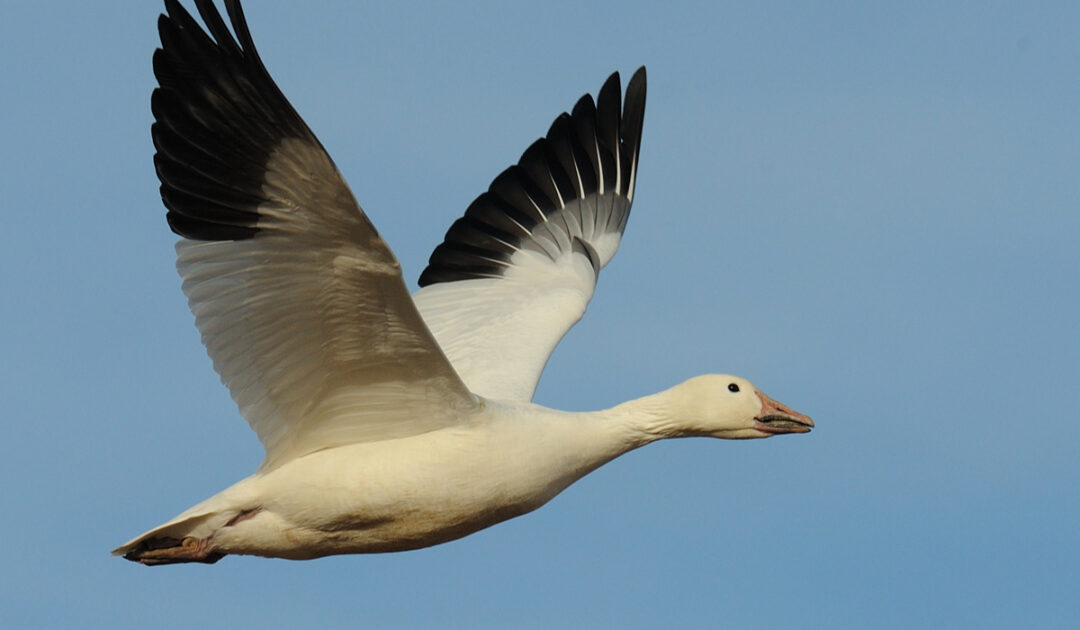 White Geese Breeds - Farmhouse Guide