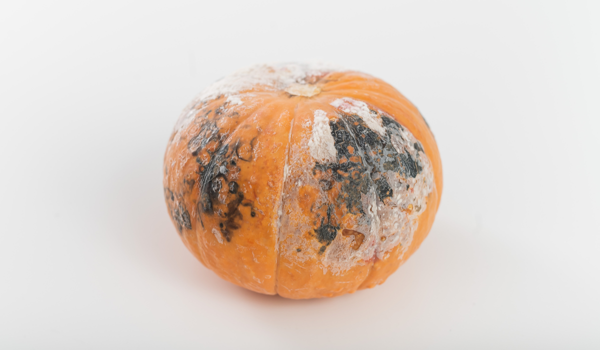 7 Ways to Tell If a Pumpkin Is Bad - Farmhouse Guide