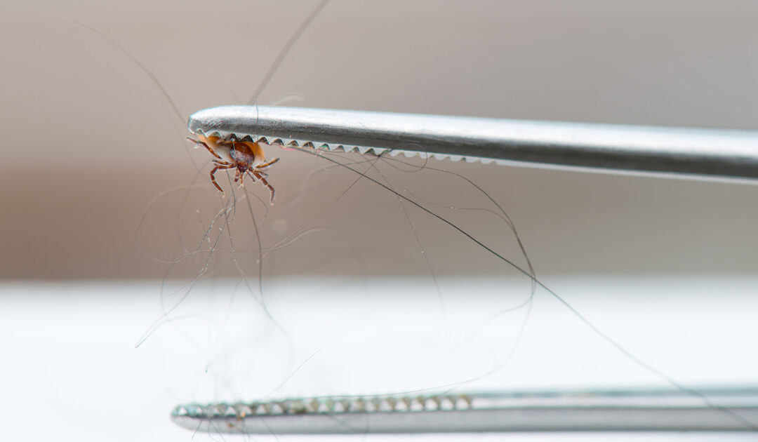 How to Remove Ticks from Cows: 5 Effective Solutions - Farmhouse Guide