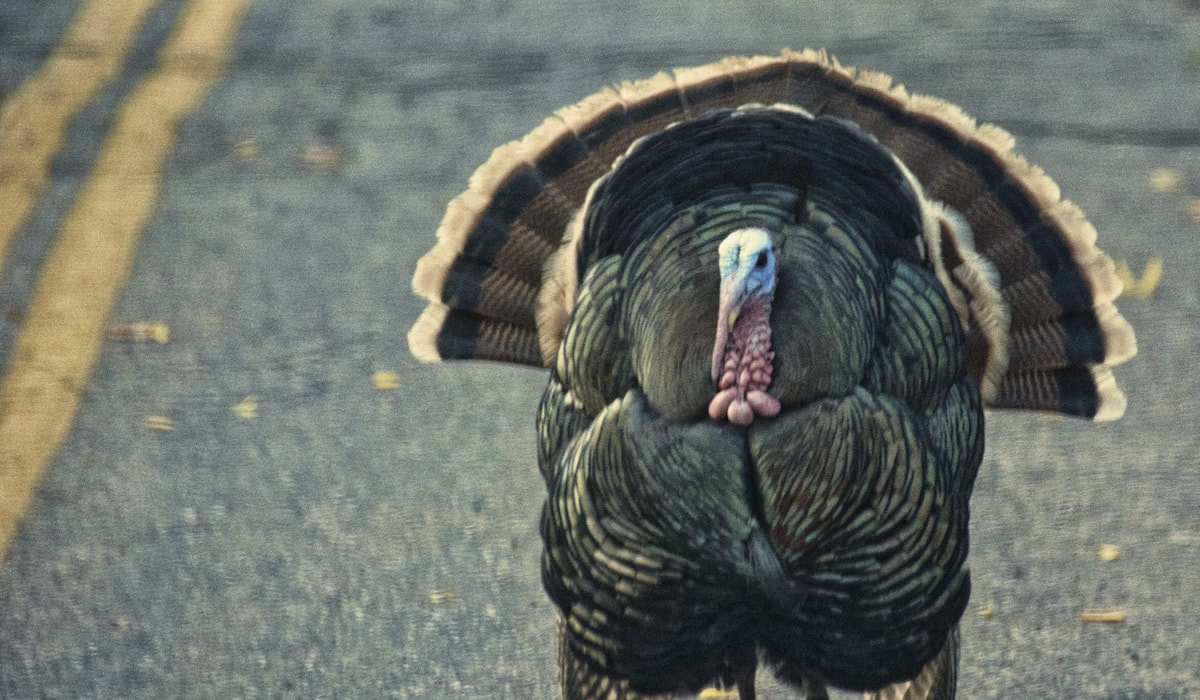 Beginners Guide to Raising Turkey Chicks - Farmhouse Guide