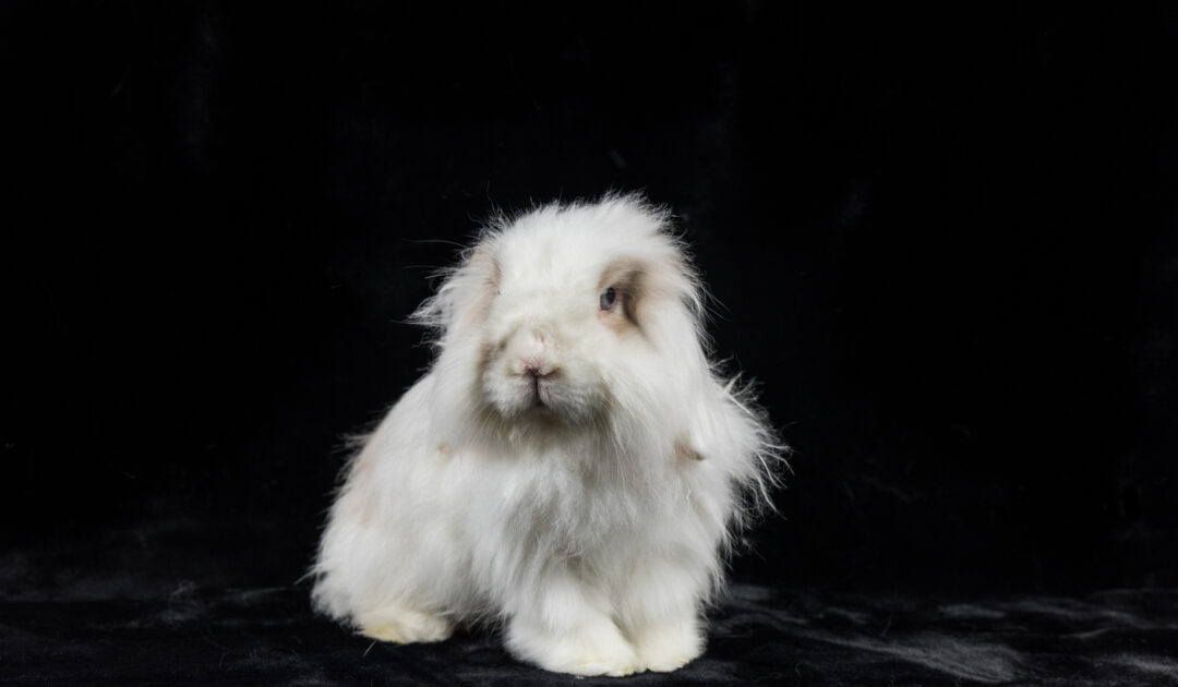 13 Cutest Small Rabbit Breeds - Farmhouse Guide