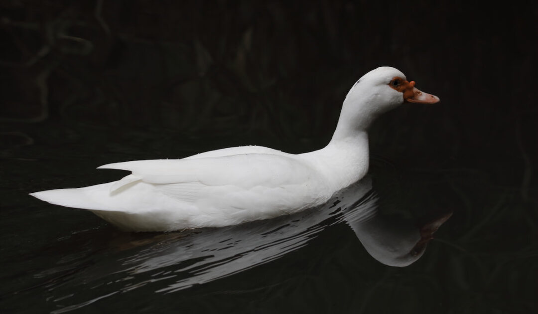 8 Gorgeous White Duck Breeds - Farmhouse Guide